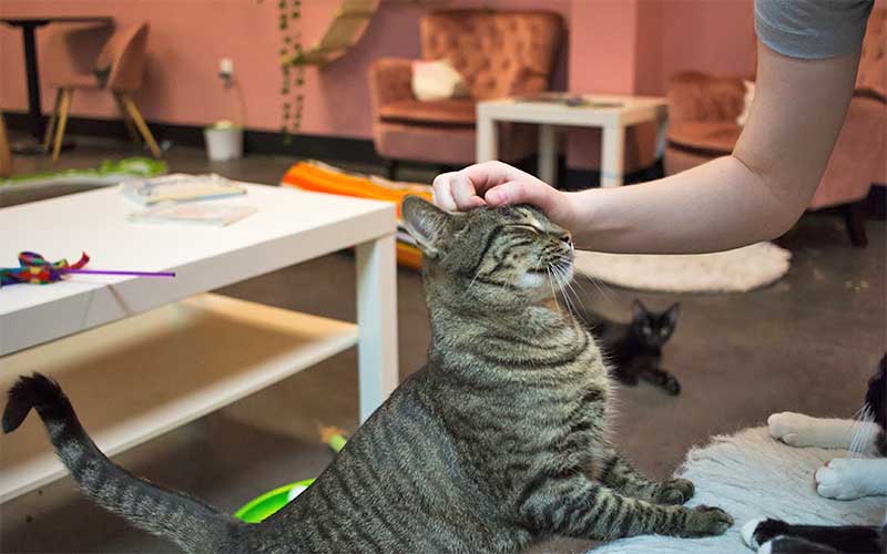 Tally Cat Cafe | Drinks Bar & Adoptable Cat Lounge in Tallahassee