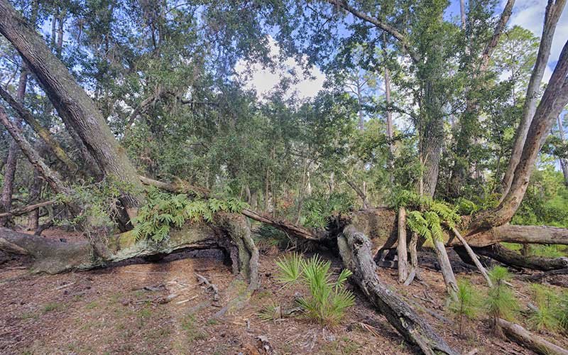 Split Oak Forest Wildlife & Environmental Area | Southeast Orlando