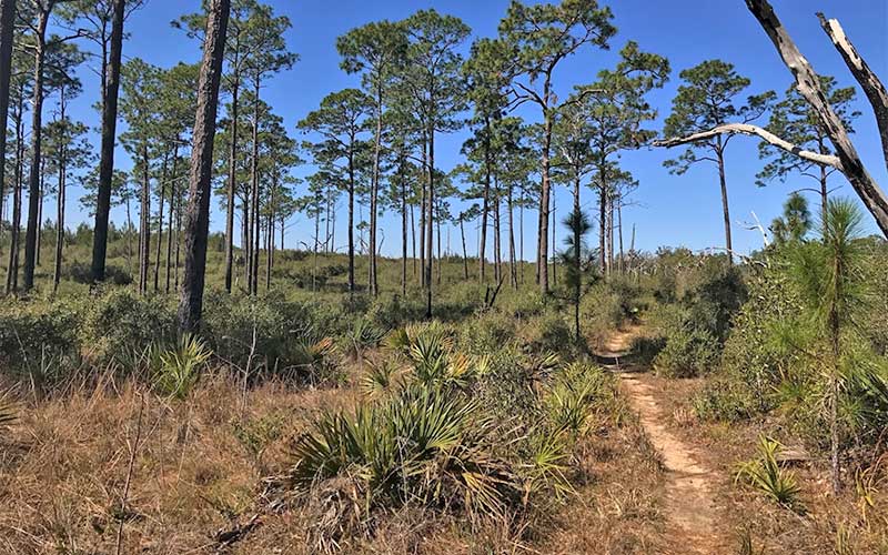 Ocala National Forest | Vast Recreation Park near Ocala & Daytona