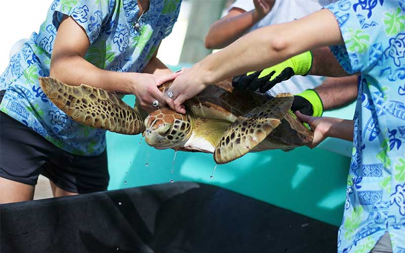 Loggerhead Marinelife Center | Sea Turtle Rehab in Juno Beach