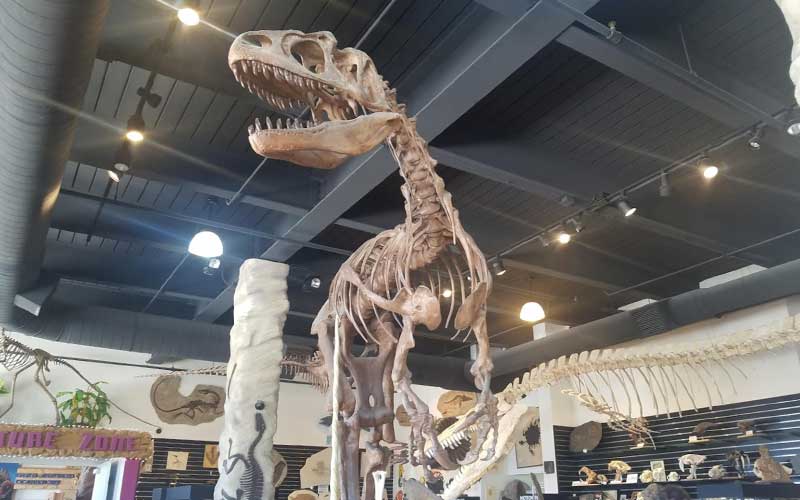 The Dinosaur Store | Museum & Shop with Fossils in Cocoa Beach