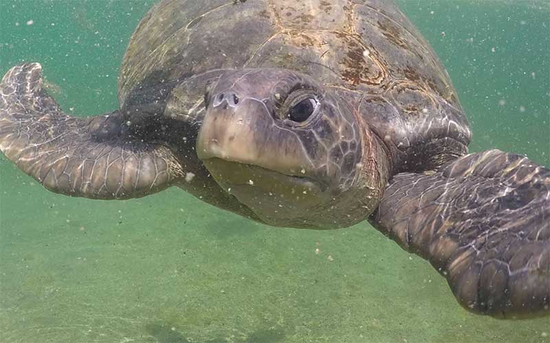 Florida Oceanographic Coastal Center | Marine Life Site in Stuart