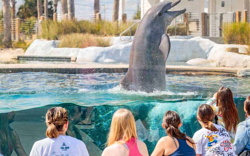 Gulfarium Marine Adventure Park | Aquarium in Fort Walton Beach
