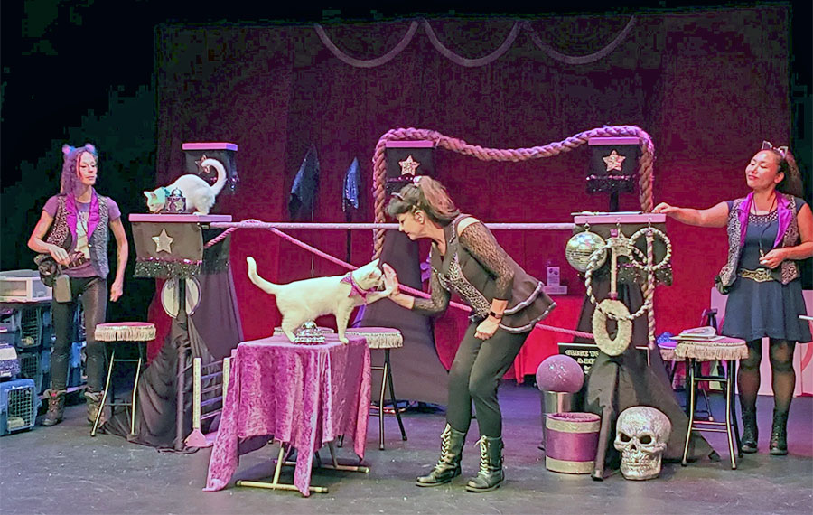Netflix Famous Amazing Acro-Cats to Perform at Orlando Cat Cafe